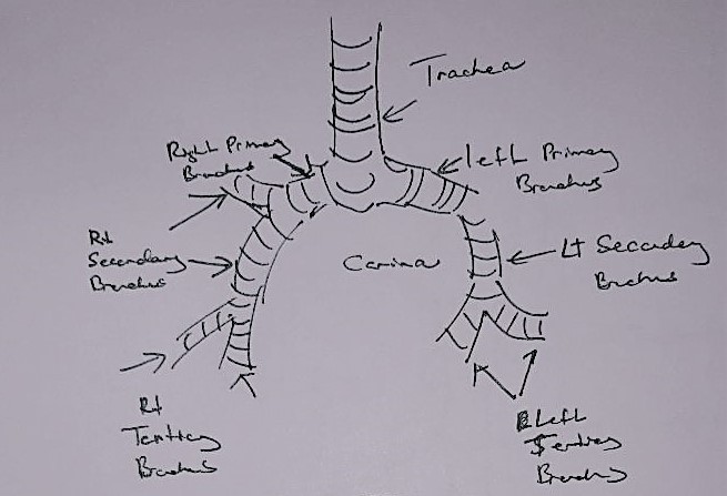 Your Amazing Airways. – Rachel's Site